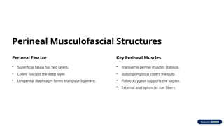 Anatomical-Perineum Anatomical-Perineum Anatomical-Perineum | PPTX