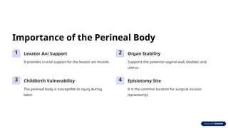Anatomical-Perineum Anatomical-Perineum Anatomical-Perineum | PPTX