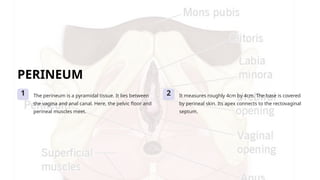 Anatomical-Perineum Anatomical-Perineum Anatomical-Perineum | PPTX