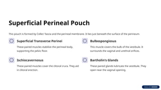 Anatomical-Perineum Anatomical-Perineum Anatomical-Perineum | PPTX