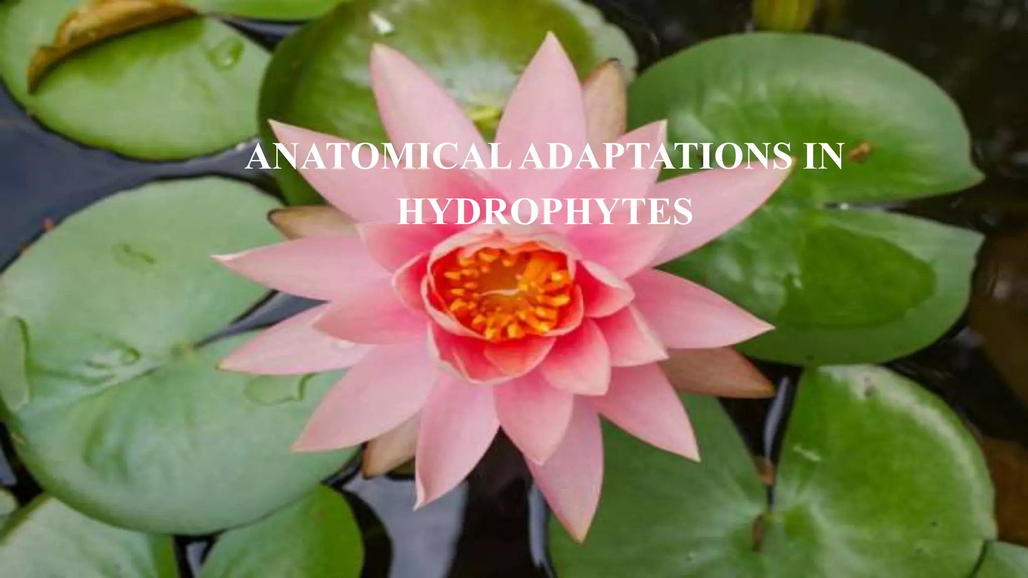 Anatomical Adaptation HYDROPHYTES.pptx
