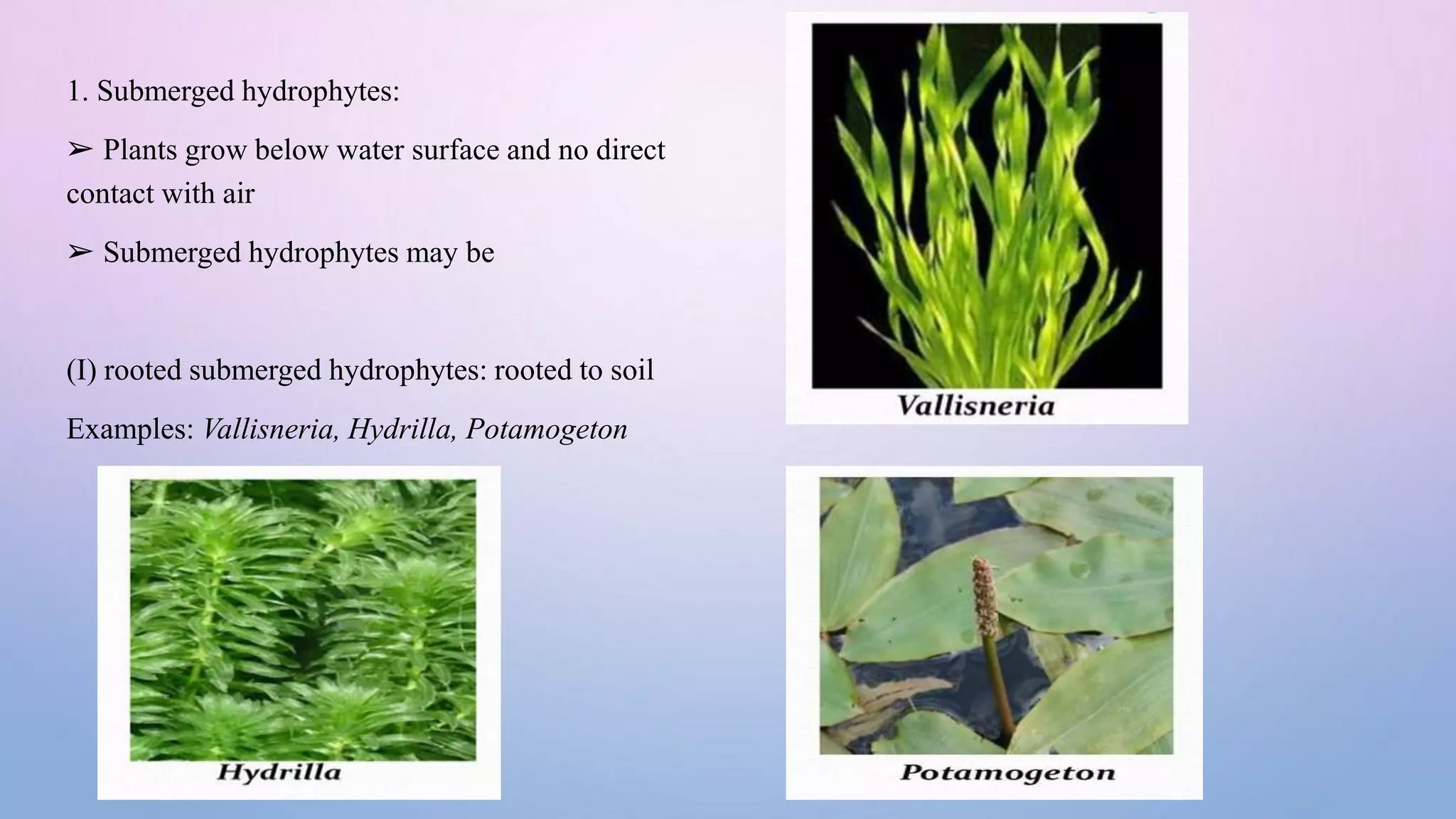 Anatomical Adaptation HYDROPHYTES.pptx