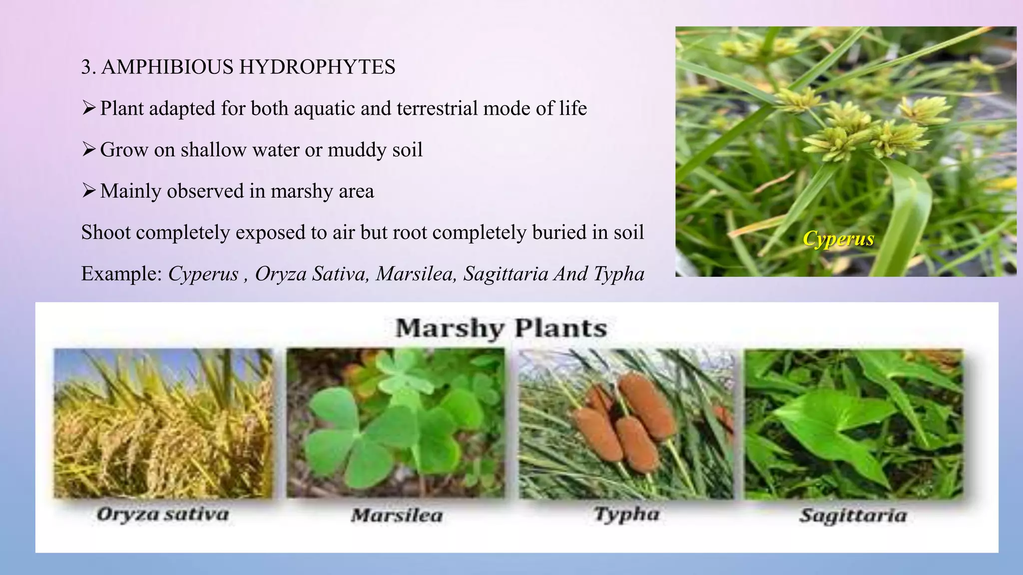Anatomical Adaptation HYDROPHYTES.pptx