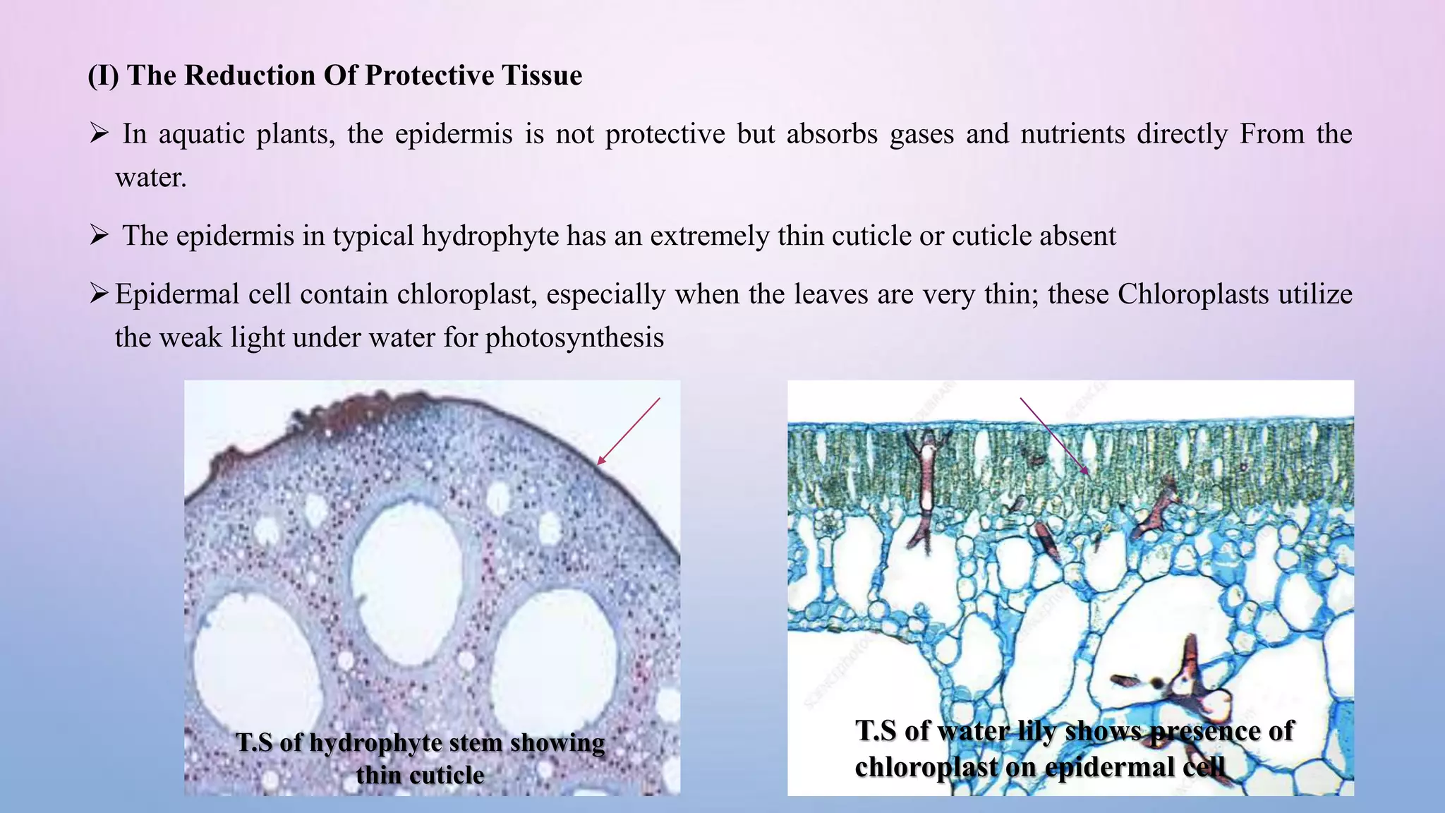 Anatomical Adaptation HYDROPHYTES.pptx