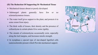 Anatomical Adaptation HYDROPHYTES.pptx