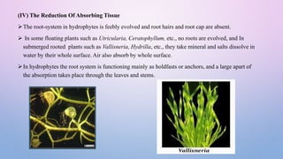 Anatomical Adaptation HYDROPHYTES.pptx