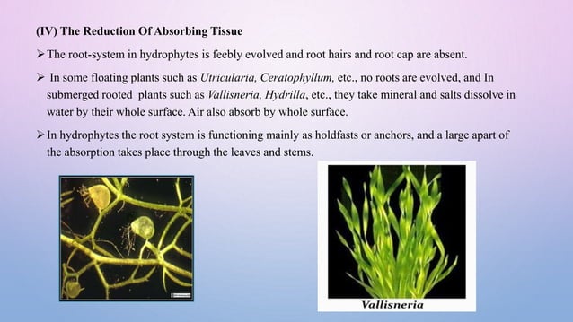 Anatomical Adaptation HYDROPHYTES.pptx