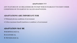 Anatomical Adaptation HYDROPHYTES.pptx