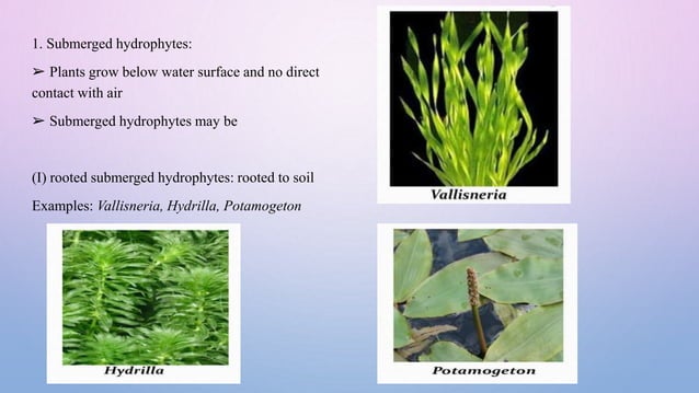 Anatomical Adaptation HYDROPHYTES.pptx
