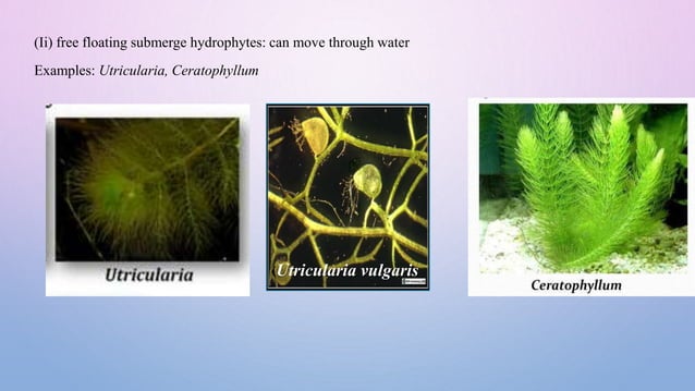 Anatomical Adaptation HYDROPHYTES.pptx