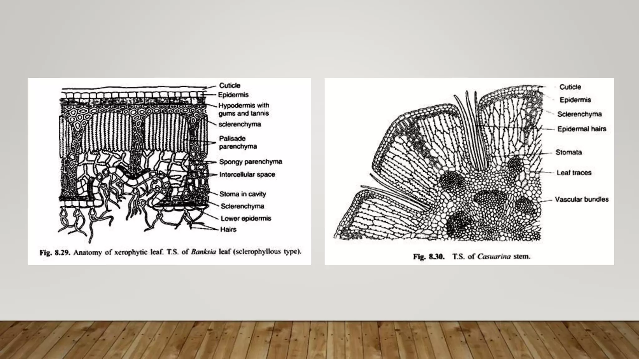 Anatomical adaptations of plants | PPTX