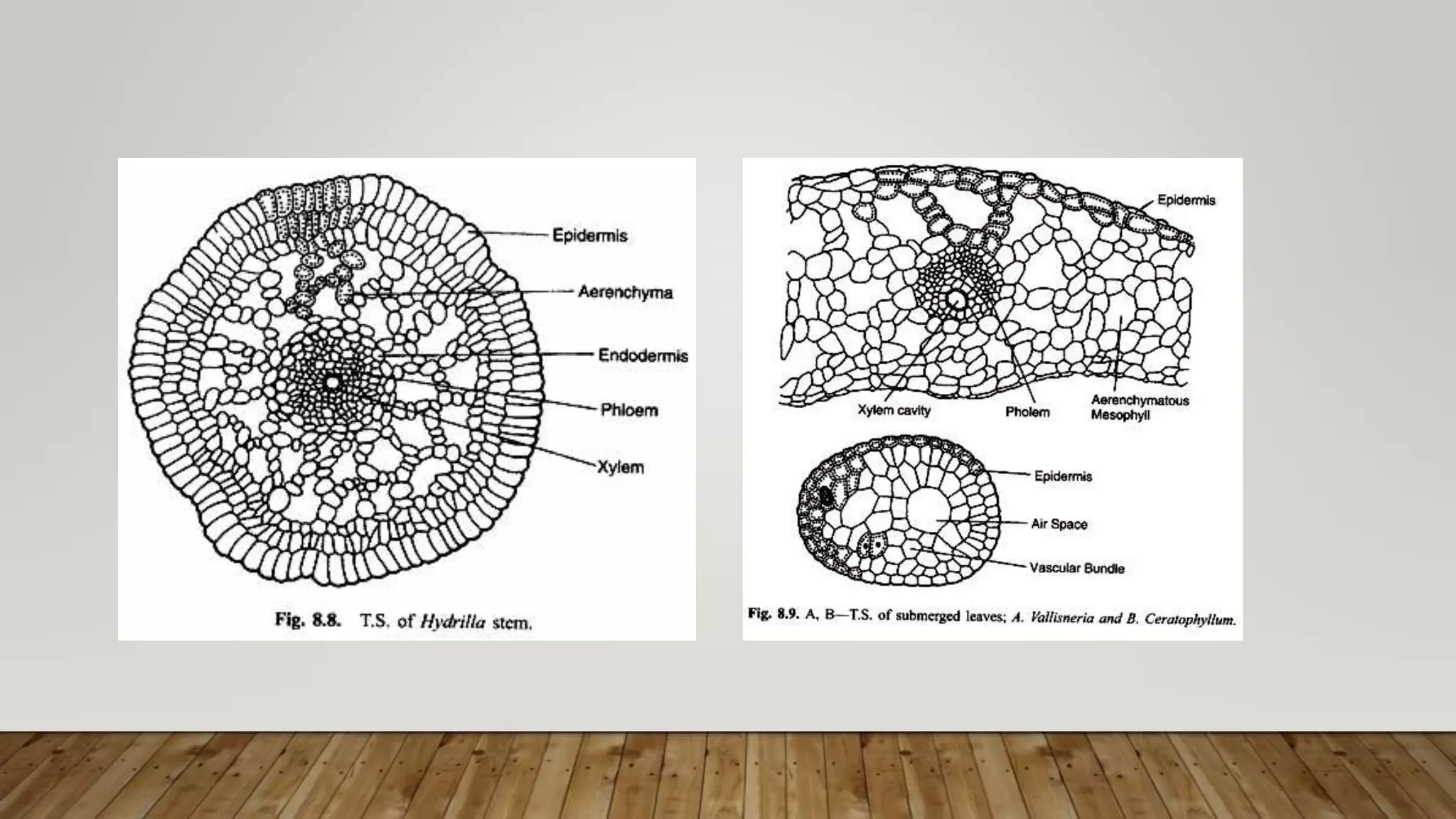 Anatomical adaptations of plants | PPTX