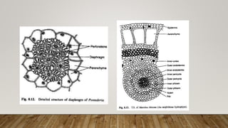 Anatomical adaptations of plants | PPTX