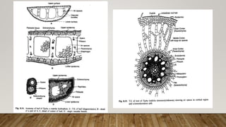 Anatomical adaptations of plants | PPTX