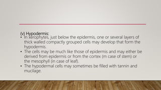 Anatomical adaptations of plants | PPTX