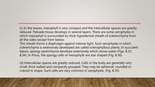 Anatomical adaptations of plants | PPTX