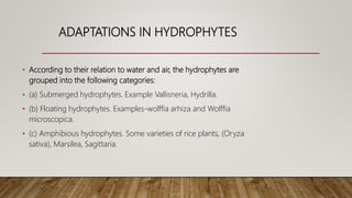 Anatomical adaptations of plants | PPTX
