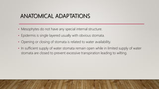 Anatomical adaptations of plants | PPTX