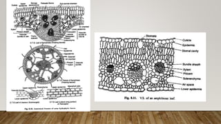 Anatomical adaptations of plants | PPTX