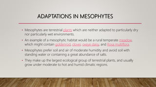 Mesophytes Examples