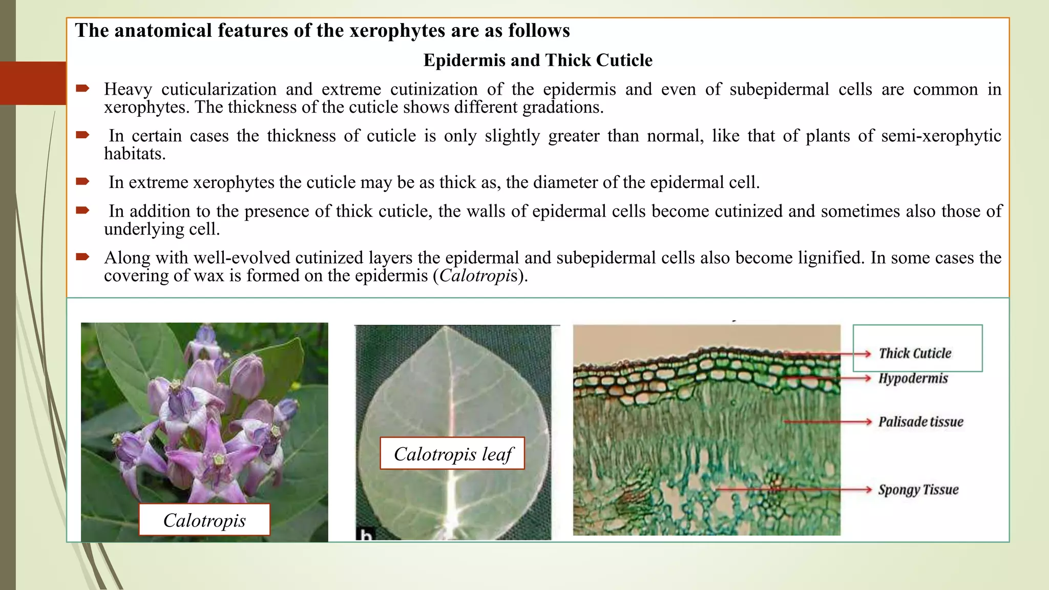Anatomical Adaptation XEROPHYTES.pptx