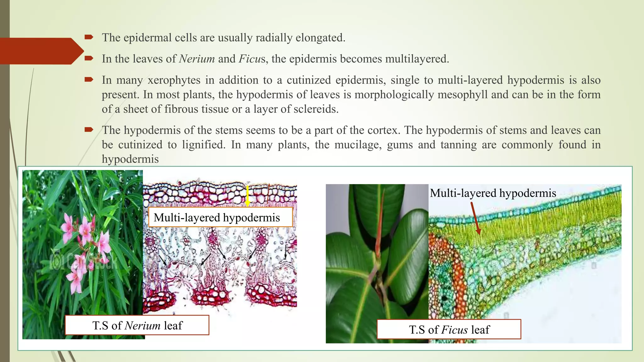 Anatomical Adaptation XEROPHYTES.pptx