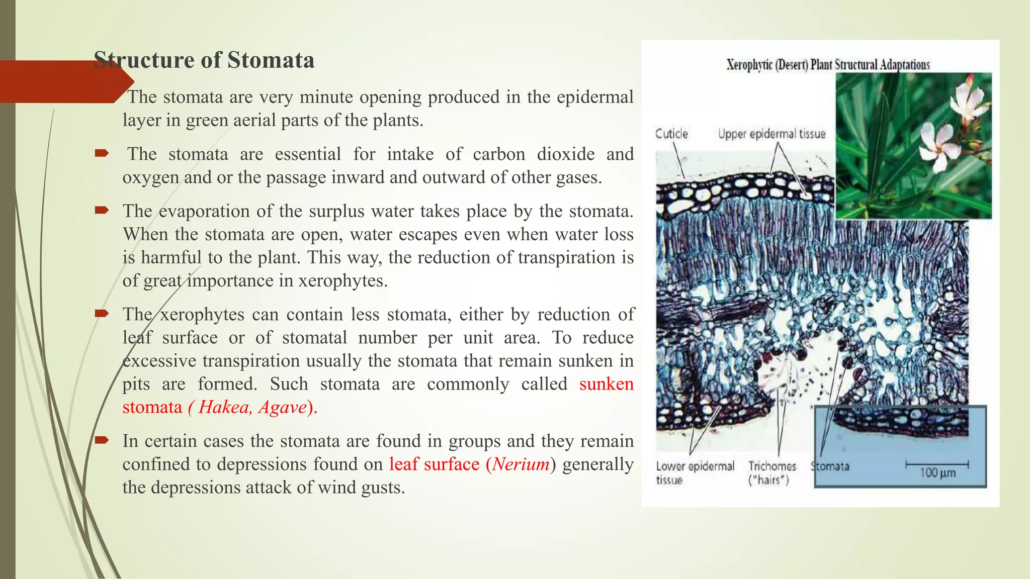 Anatomical Adaptation XEROPHYTES.pptx