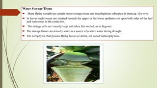 Anatomical Adaptation XEROPHYTES.pptx