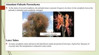 Anatomical Adaptation XEROPHYTES.pptx