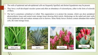 Anatomical Adaptation XEROPHYTES.pptx