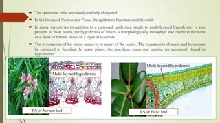 Anatomical Adaptation XEROPHYTES.pptx