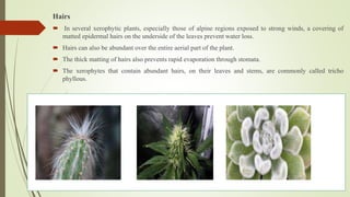 Anatomical Adaptation XEROPHYTES.pptx | Gardening | Home & Garden