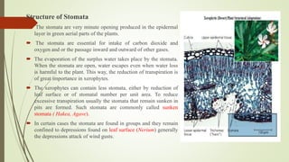 Anatomical Adaptation XEROPHYTES.pptx
