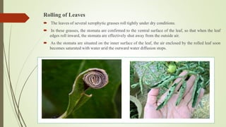 Anatomical Adaptation XEROPHYTES.pptx