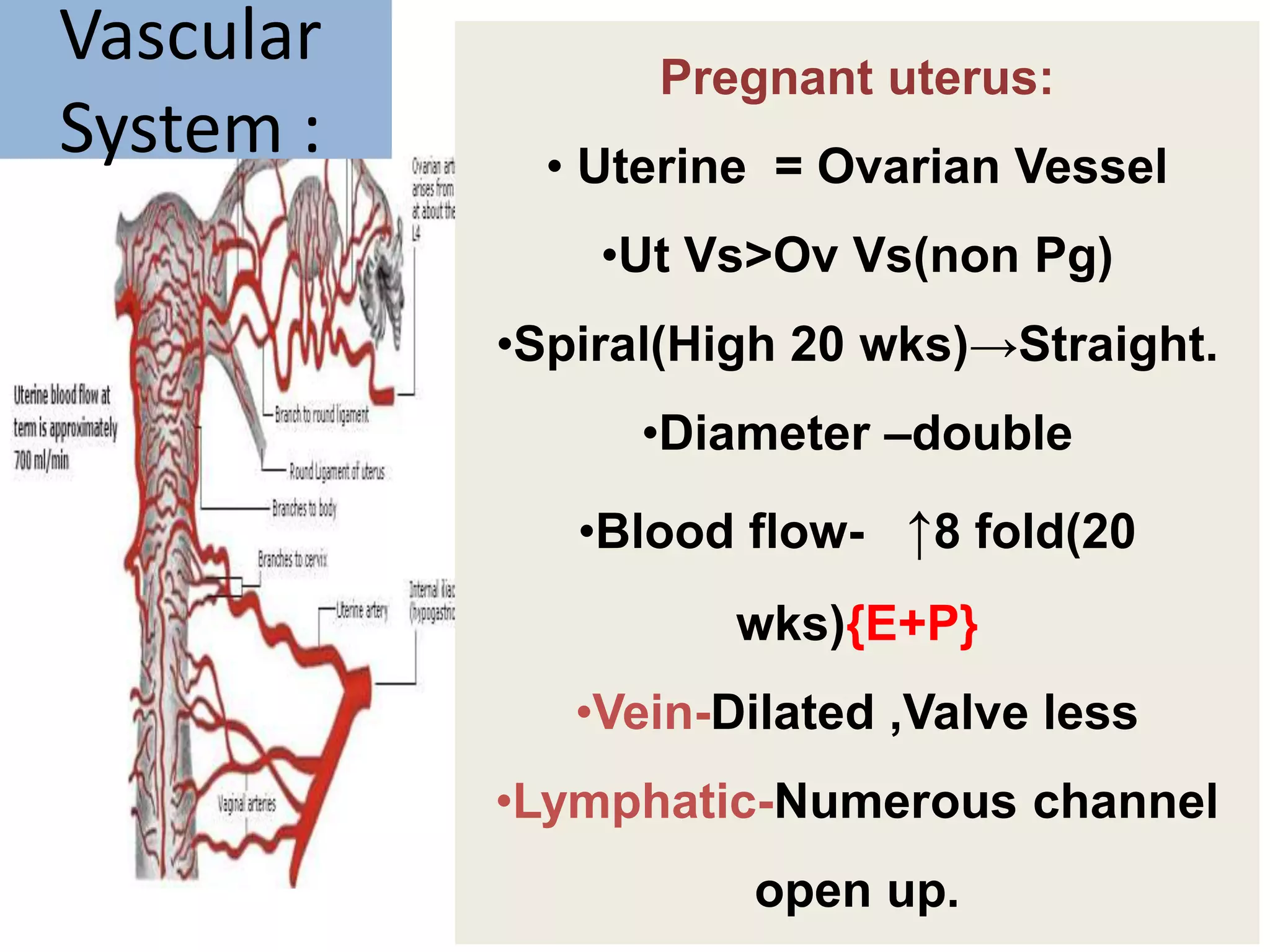 Anatomical and physiological change in pregnancy | PPT