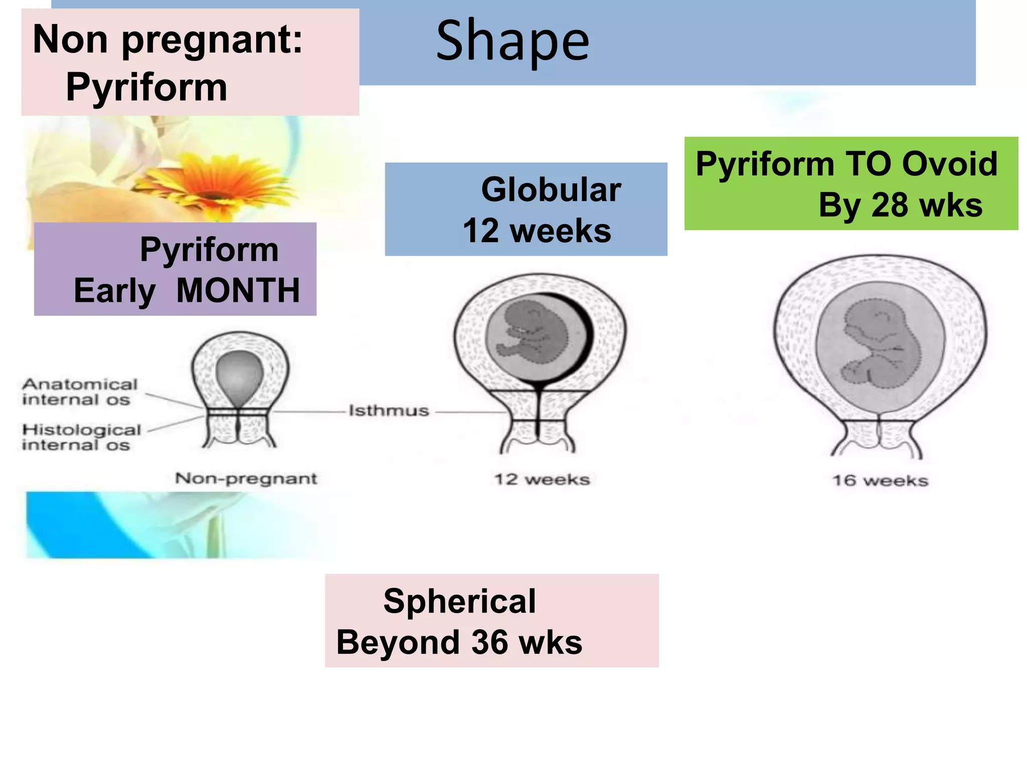 Anatomical and physiological change in pregnancy | PPT