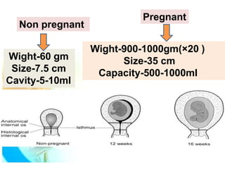 Anatomical and physiological change in pregnancy | PPT