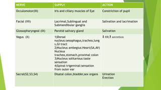 Anatomical and physiological consideration of ans [autosaved ...