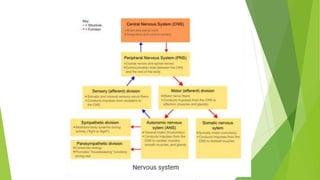 Anatomical and physiological consideration of ans [autosaved ...