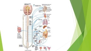 Anatomical and physiological consideration of ans [autosaved ...