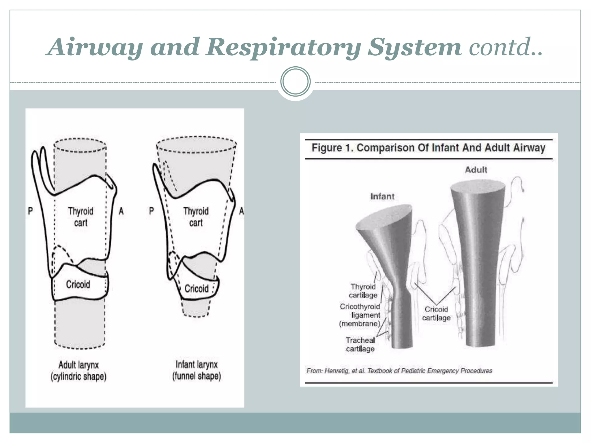 Anatomical and physiological differences between an adult and neonates ...