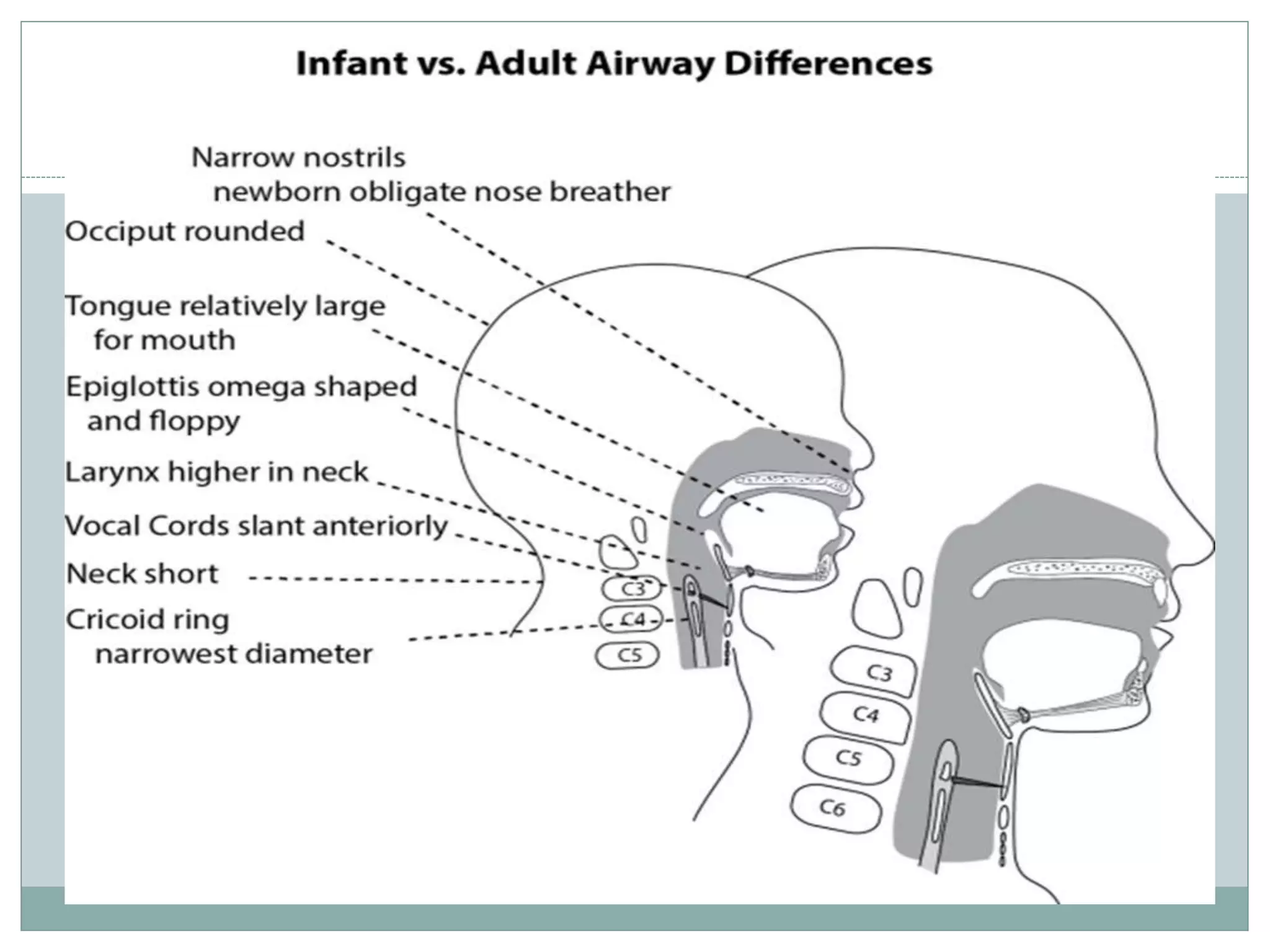 Anatomical and physiological differences between an adult and neonates ...
