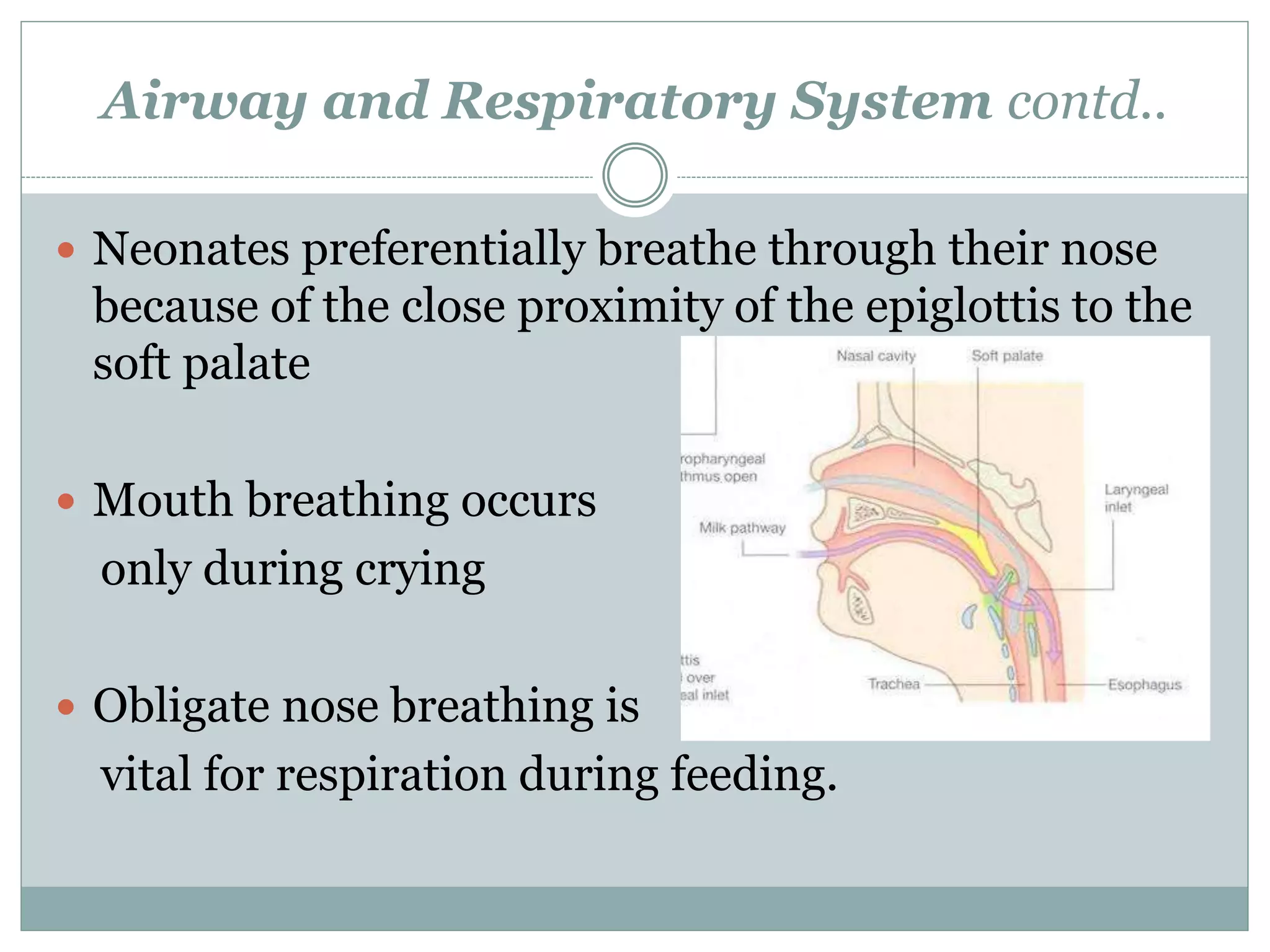 Anatomical and physiological differences between an adult and neonates ...