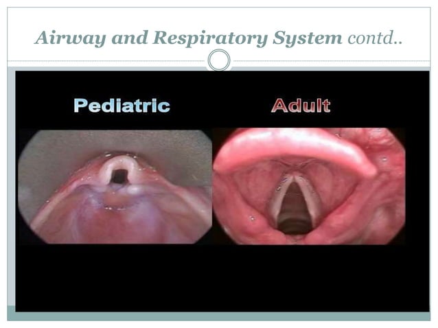 Anatomical and physiological differences between an adult and neonates ...