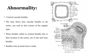 Anatomical anomalies in the primary structure of Dicot.pptx