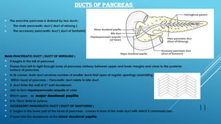 anatomical aspects of madhumeha ( pancreas).pptx