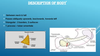anatomical aspects of madhumeha ( pancreas).pptx