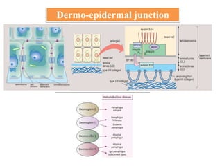 Anatomical basis of cutaneous structure and function, presented at CMC ...