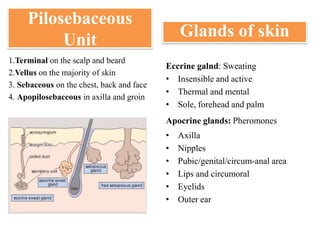 Anatomical basis of cutaneous structure and function, presented at CMC ...
