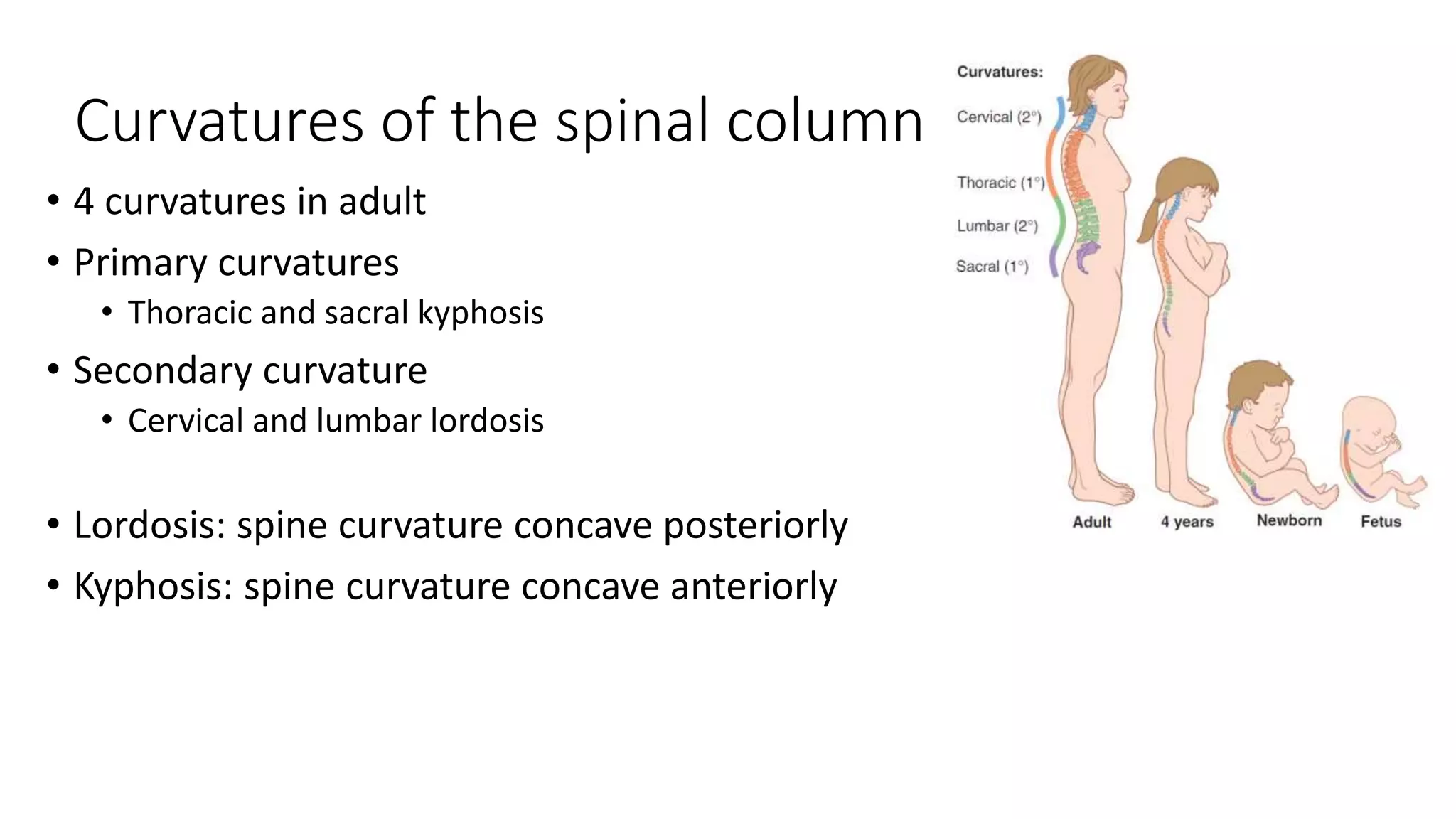 Anatomical basis of common back problems | PPTX